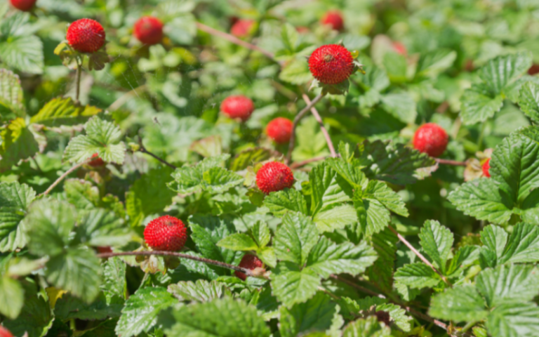 20 Common Weeds in Alabama and Ways To Get Rid of Them - InsightWeeds