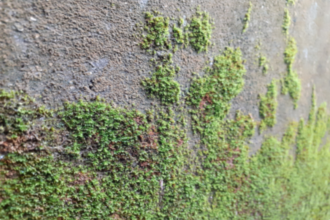 A Guide to Using Baking Soda for Removing Moss From Walls - InsightWeeds