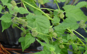 20 Common Weeds in Alabama and Ways To Get Rid of Them - InsightWeeds