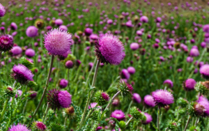 List of 10 Most Common Weeds You’re Likely to Find in Kansas - InsightWeeds