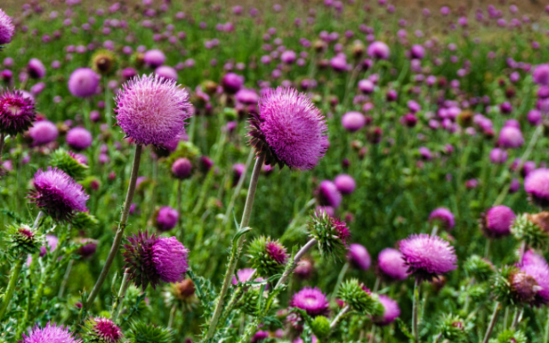 How Weeds Are Classified, Including By Their Life Cycle and ...