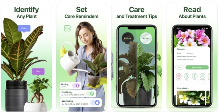 10 best tree identification apps for iOS and Android - InsightWeeds