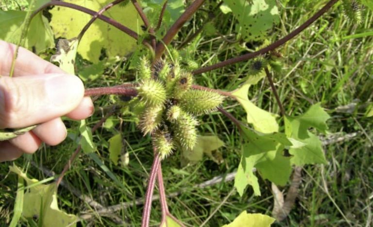 5 weeds with burrs that you may find in your garden - InsightWeeds