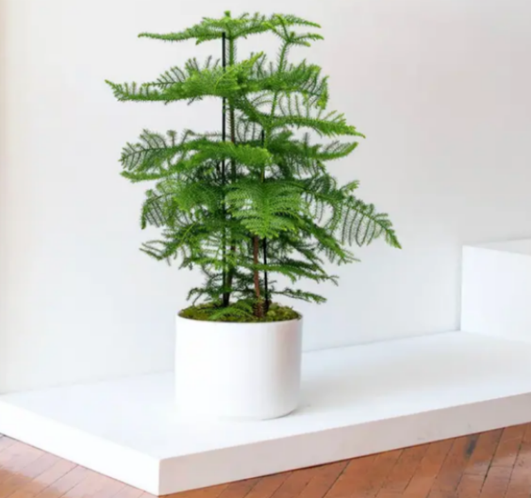 20 Non-Flowering House Plants That Still Look Great - InsightWeeds