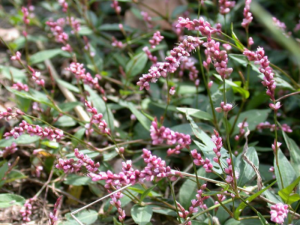 20 Common Weeds in Kentucky: Pictures and Elimination Techniques ...