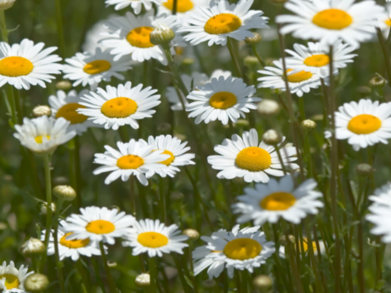 List of Weeds That Look Like Daisies - InsightWeeds
