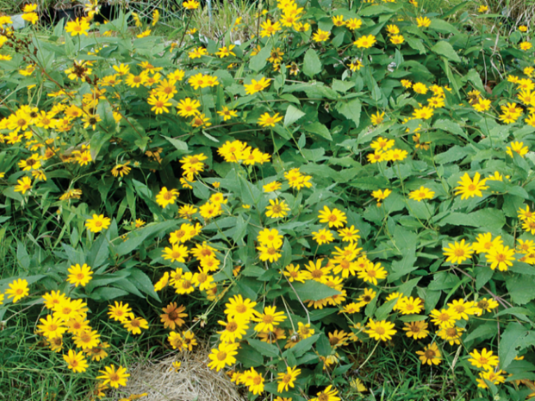 15 Attractive Weeds With Flowers to Beautify Your Home - InsightWeeds