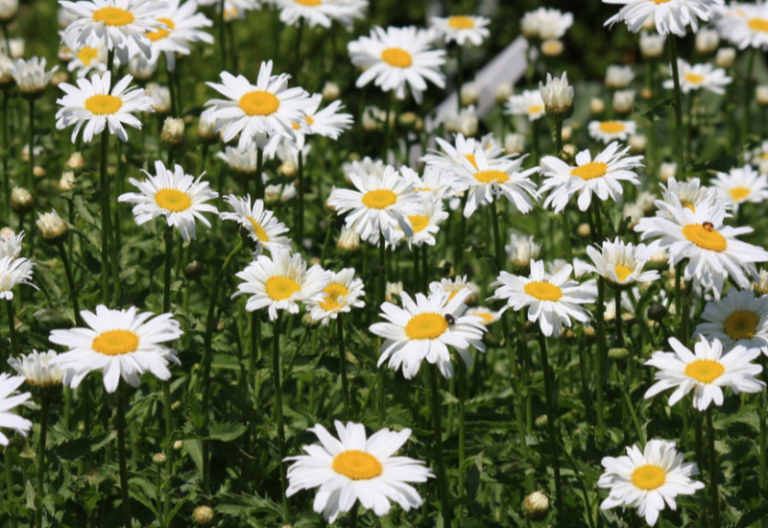 15 Attractive Weeds With Flowers to Beautify Your Home - InsightWeeds
