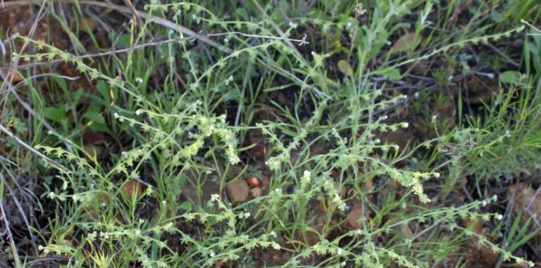 10 weeds that stick to your clothes - InsightWeeds