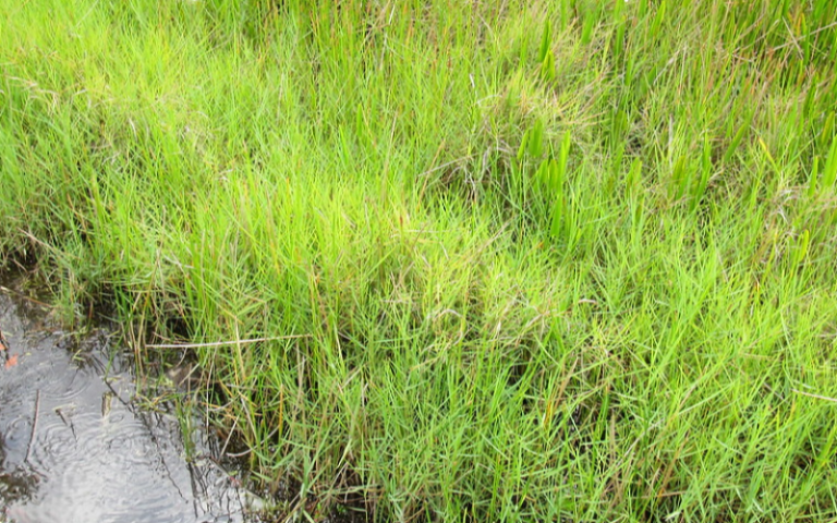 Panicum repens (Torpedo Grass) - InsightWeeds