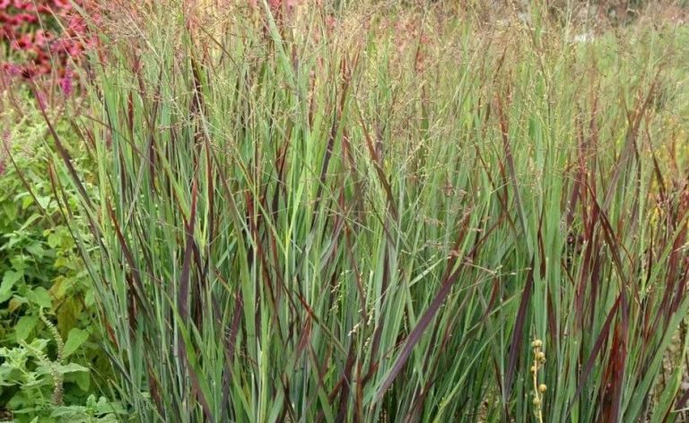 15 tallest ornamental grasses for privacy and beauty - InsightWeeds