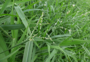 Urochloa mutica (Para Grass, Pasto pare, Scotch Grass) - InsightWeeds