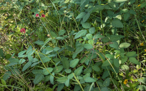 Macroptilium lathyroides (Phasey Bean) - InsightWeeds
