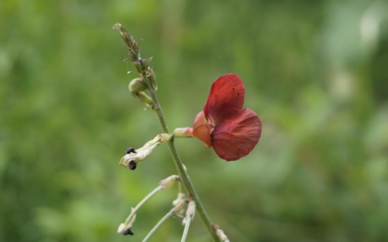 Macroptilium lathyroides (Phasey Bean) - InsightWeeds