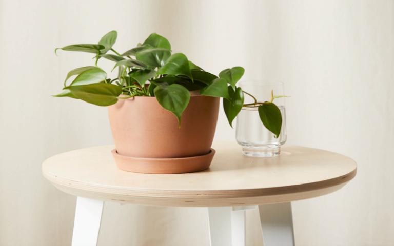 20 Non-Flowering House Plants That Still Look Great - InsightWeeds
