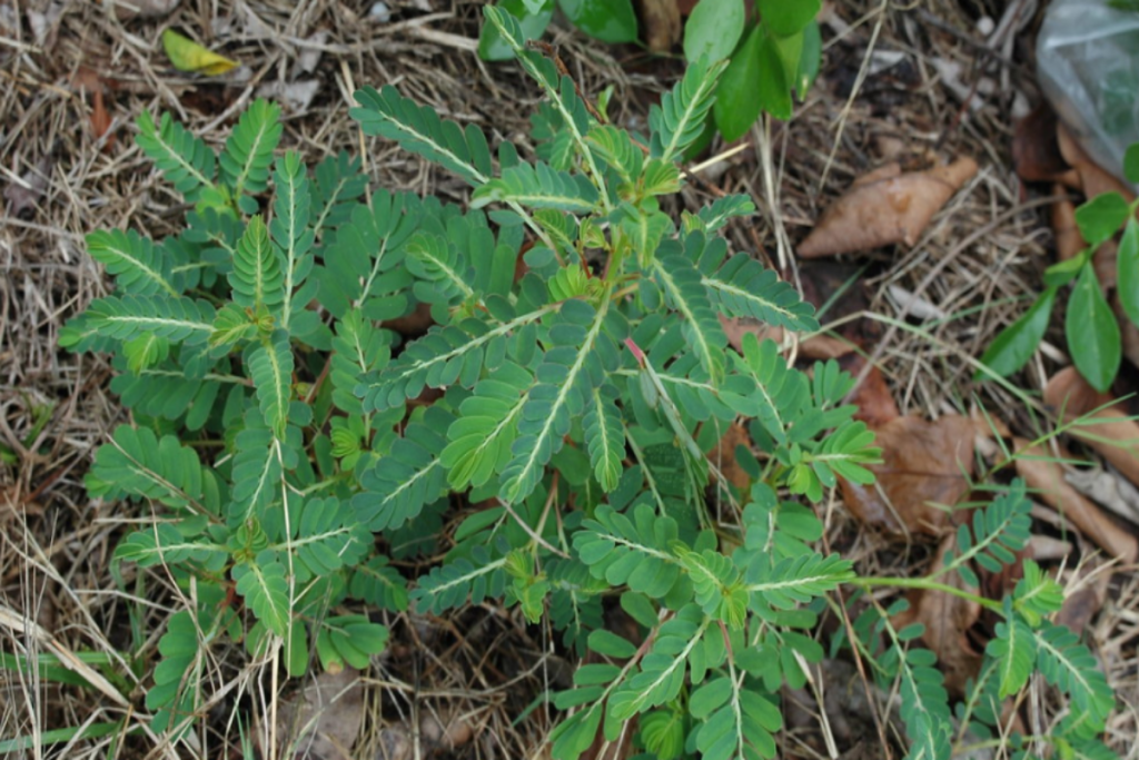 Weed types and identification by photos - InsightWeeds