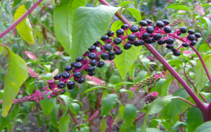 Phytolacca americana (Pokeweed) - InsightWeeds