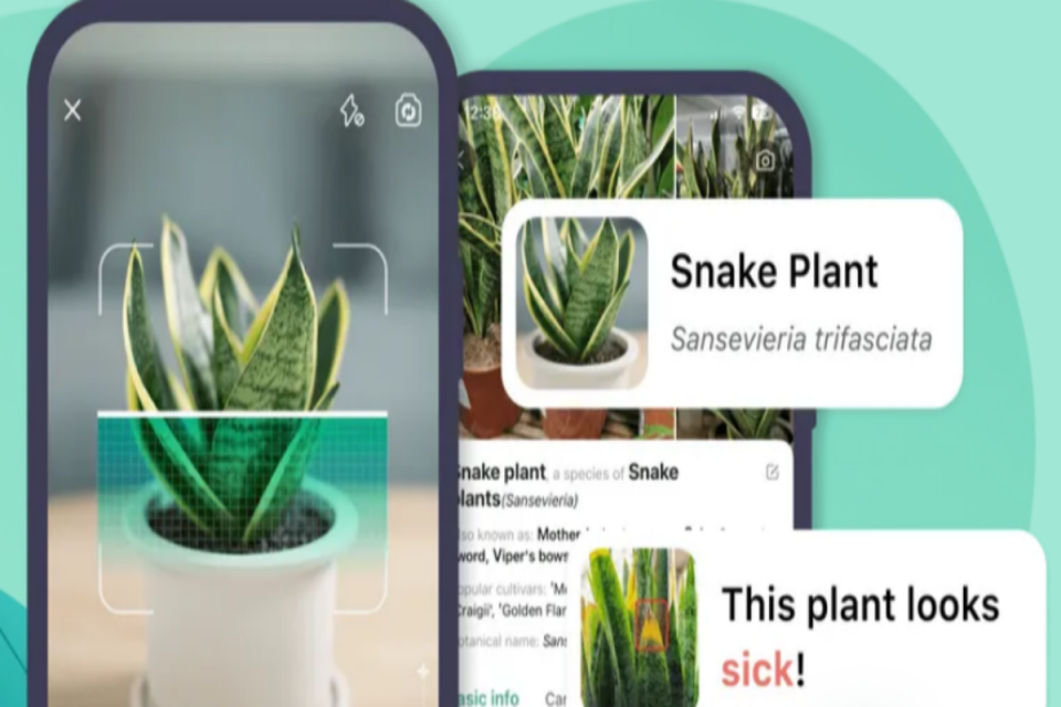 PictureThis Helps You Identify Plants, Flowers, and Leaves in Your ...