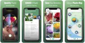 10 best tree identification apps for iOS and Android - InsightWeeds