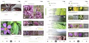 10 best tree identification apps for iOS and Android - InsightWeeds