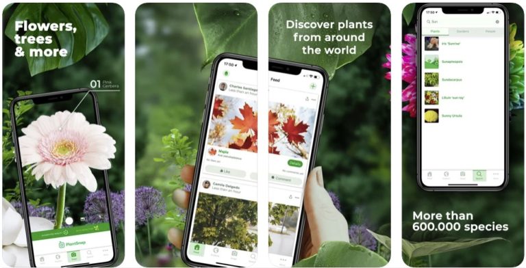 10 best tree identification apps for iOS and Android - InsightWeeds