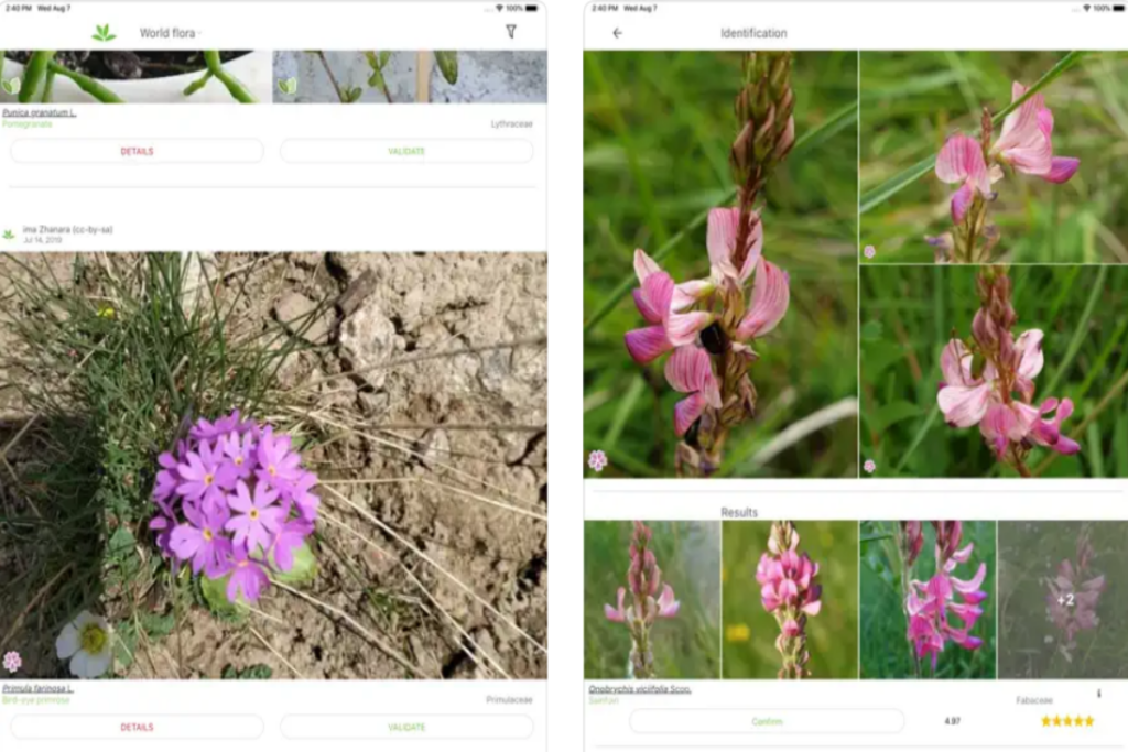 Plantnet Plant Identifier Helps You Determine Useful and Harmful Plants ...