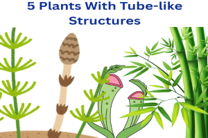 5 Plants With Tube-like Structures - InsightWeeds