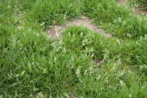 Poa annua (Annual bluegrass) - InsightWeeds