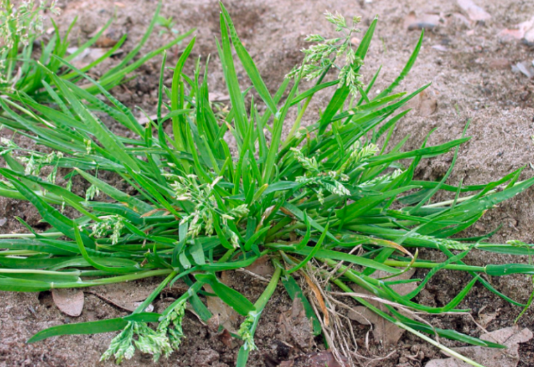 Poa annua (Annual bluegrass) - InsightWeeds