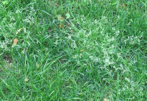 Poa annua (Annual bluegrass) - InsightWeeds