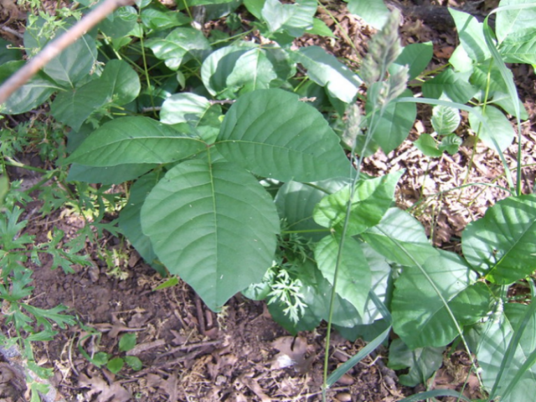 20 Most Common Weeds in Texas - InsightWeeds