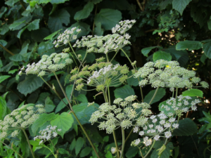 20 Common Weeds in Kentucky: Pictures and Elimination Techniques ...
