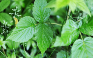 20 Common Weeds in Alabama and Ways To Get Rid of Them - InsightWeeds