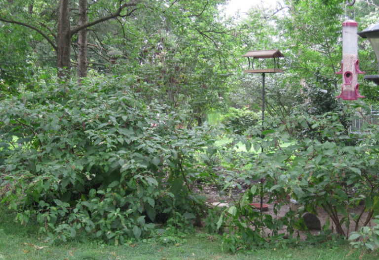 Phytolacca americana (Pokeweed) - InsightWeeds