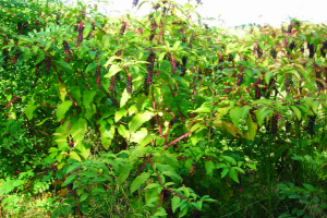 Phytolacca americana (Pokeweed) - InsightWeeds