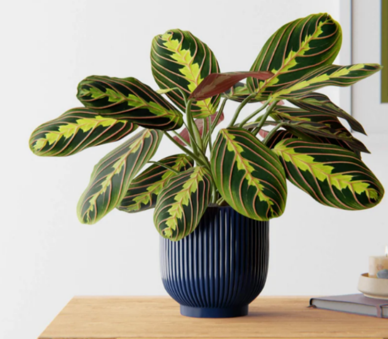 20 Non-Flowering House Plants That Still Look Great - InsightWeeds