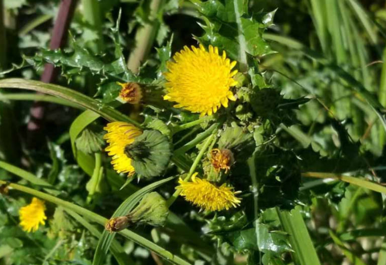 Weeds That Look Like Dandelions - InsightWeeds