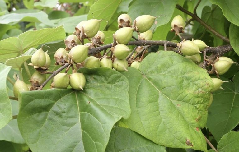 15 tall weeds with thick stalks you may find in your garden - InsightWeeds