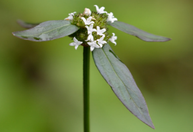 Borreria ocymoides (Purple-Leaved Button Weed) Classification and ...