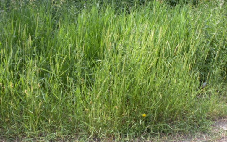 20 Common Weeds in Alberta, CA, You’re Likely to Find in Your Garden ...