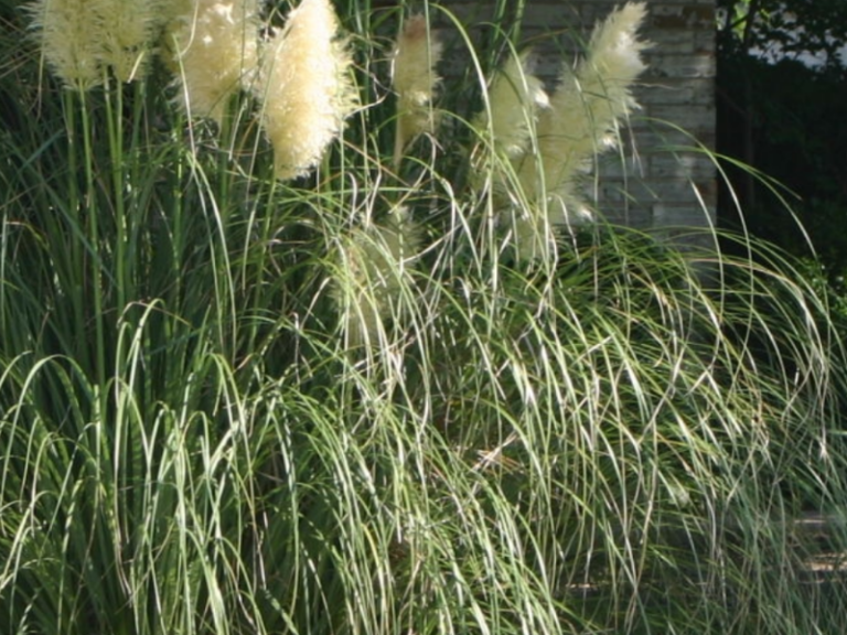 10 Tallest Perennial Grasses for Safety and Privacy - InsightWeeds