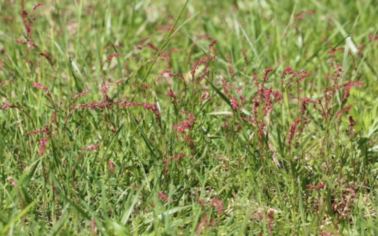 Common Red Weeds You’ll Likely Find in Lawn Grass - InsightWeeds