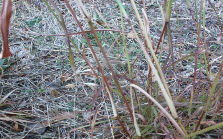 10 Common Native Grasses in Victoria, Australia - InsightWeeds