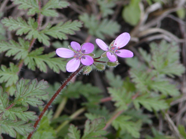 Common Red Weeds You’ll Likely Find in Lawn Grass - InsightWeeds