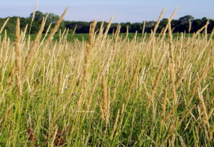 15 Common Weeds in Minnesota With Control Methods - InsightWeeds