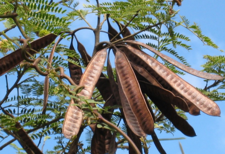Leucaena leucocephala (Ipil-ipil, River Tamarind) - InsightWeeds