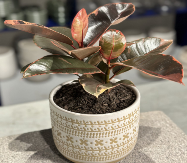 20 Non-Flowering House Plants That Still Look Great - InsightWeeds