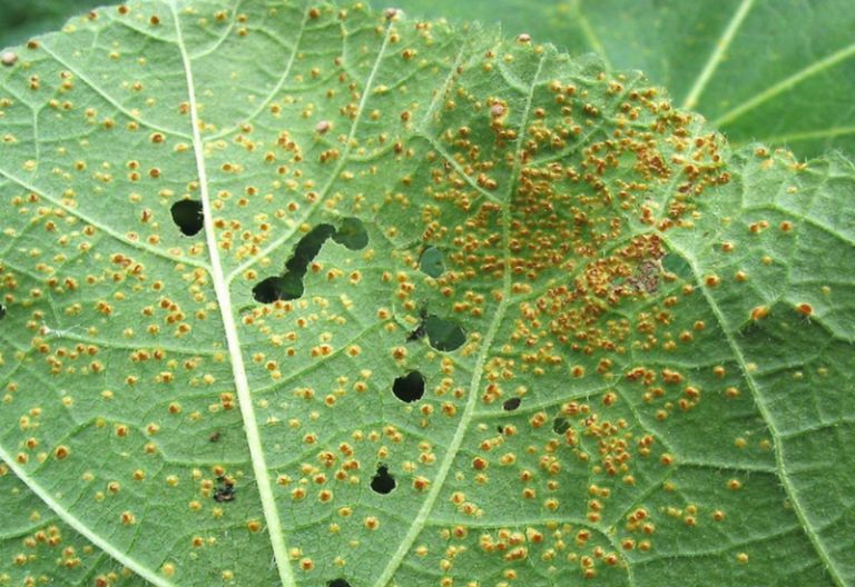 Common Plant Leaf Diseases And Their Treatment (With Photos) - InsightWeeds
