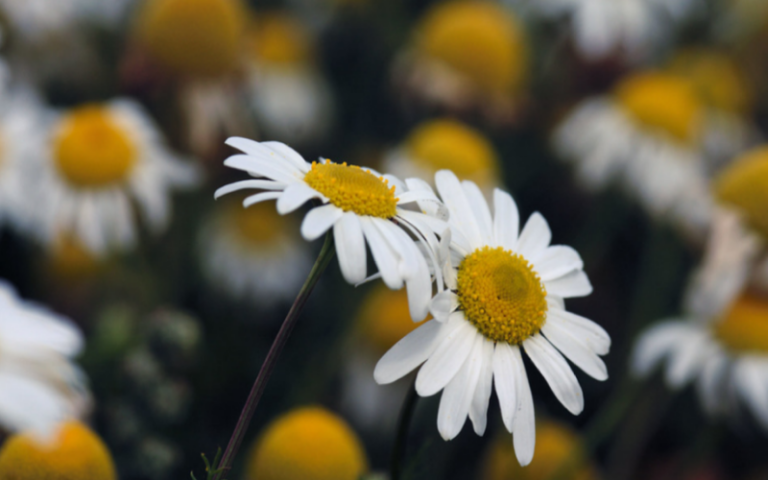 List of Weeds That Look Like Daisies - InsightWeeds
