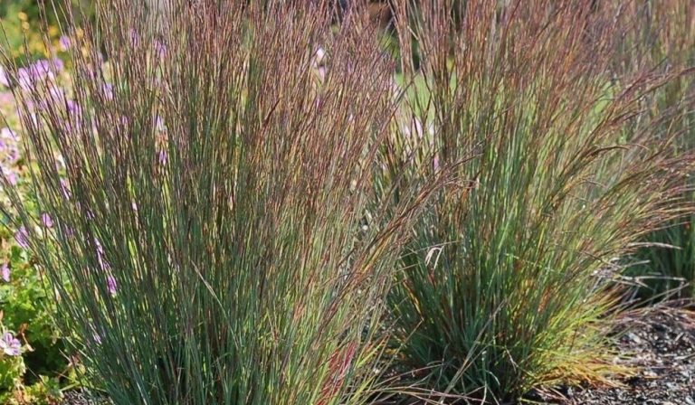 15 tallest ornamental grasses for privacy and beauty - InsightWeeds